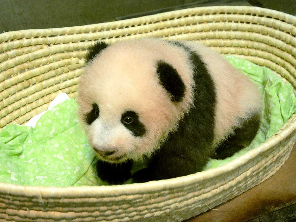 Blooming lovely! Japan zoo names baby panda after flowers