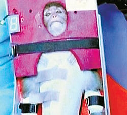 Iran successfully sends monkey into space