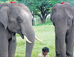 Security: GPS fitted on two elephants in Kodagu