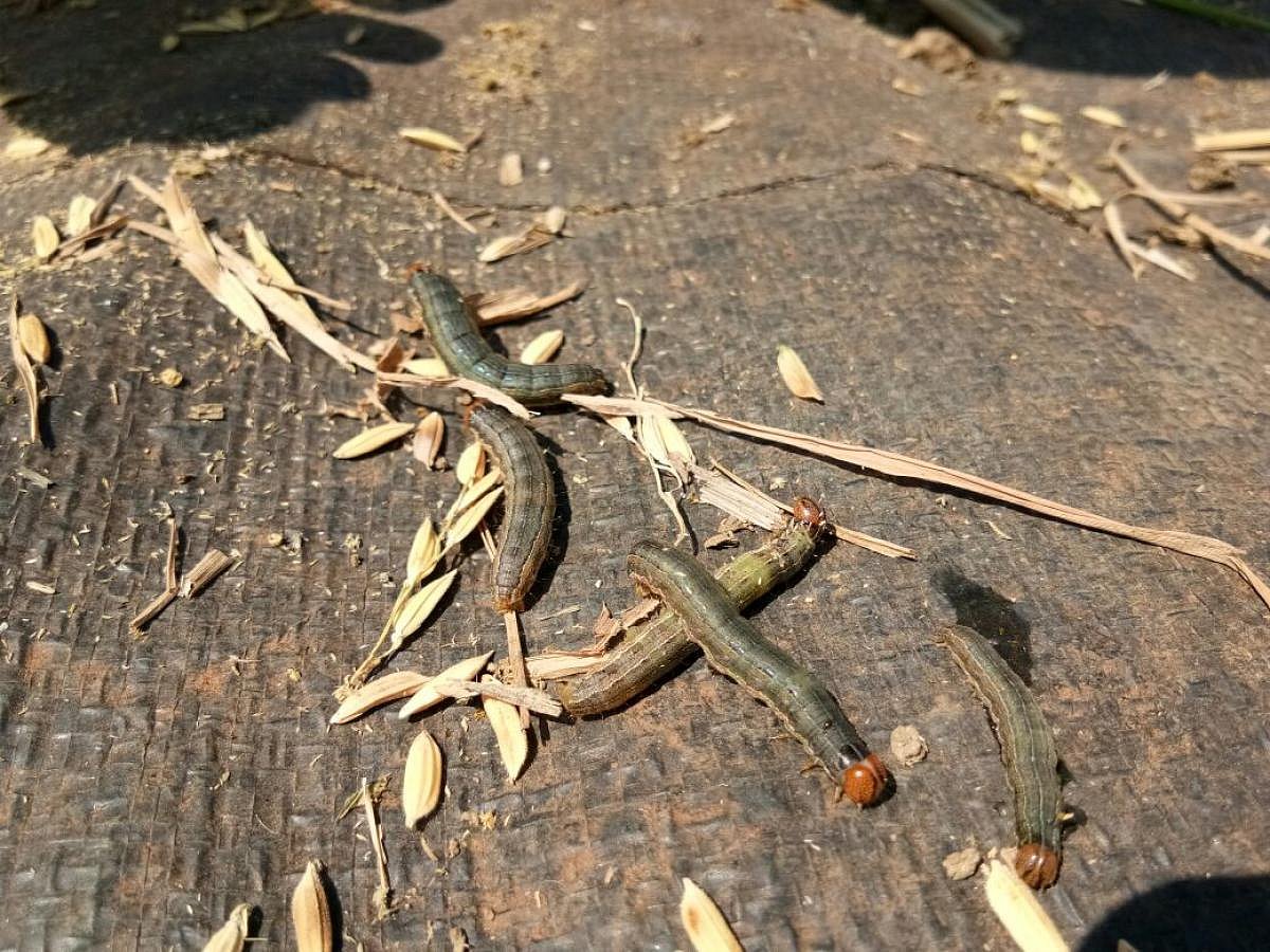 Armyworms infest standing crops in paddy fields in Kodagu