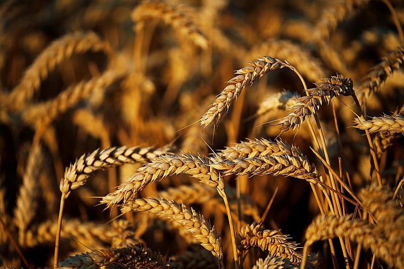MSP for wheat hiked by Rs 85/qtl; pulses by Rs 325/qtl
