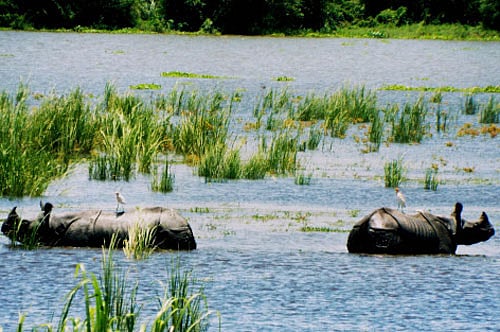 Brahmaputra flood waters enter Kaziranga