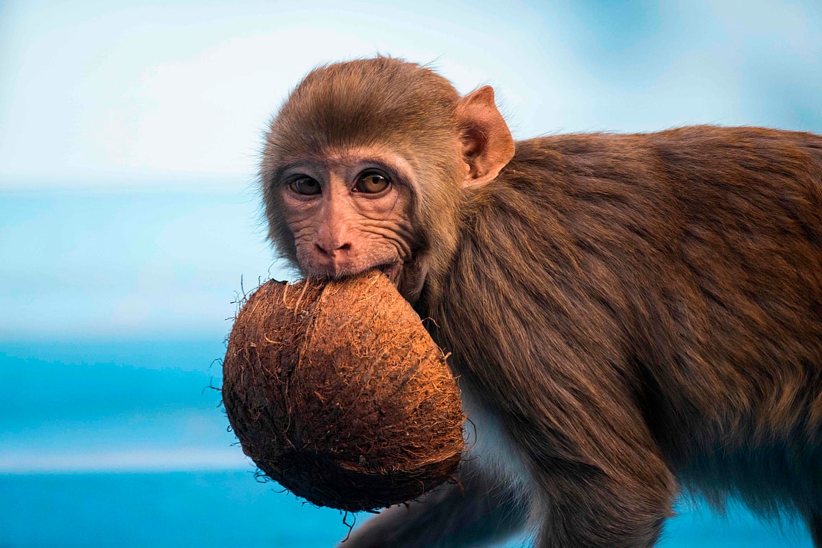 Chasing monkeys by dressing up as bears