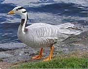 40,000 bar-headed geese roosting in Himachal now