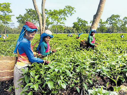 Assam tea planters want a special GST
