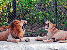 92 Asiatic lions died in Gujarat in last two years