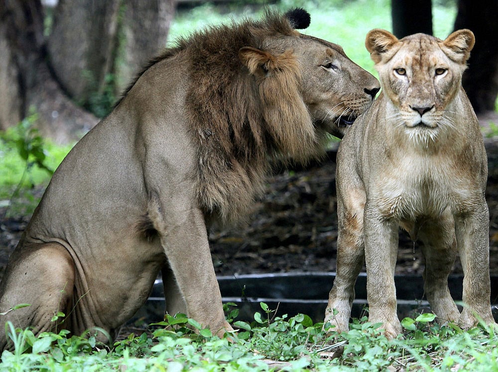 Zoo in Chile lets the brave tickle a lion's tummy