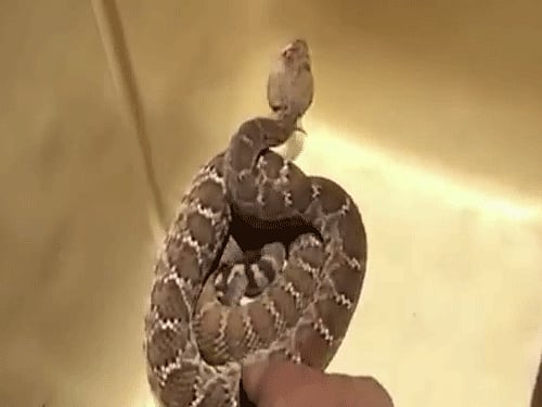 Selfie with rattlesnake costs man over $150,000