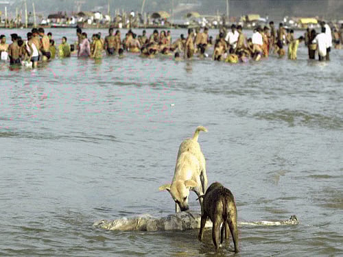 Rs.50,000 reward to nab dog-abuser!