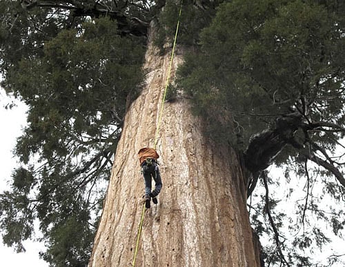 'Rare 3,000-year-old tree found in China'