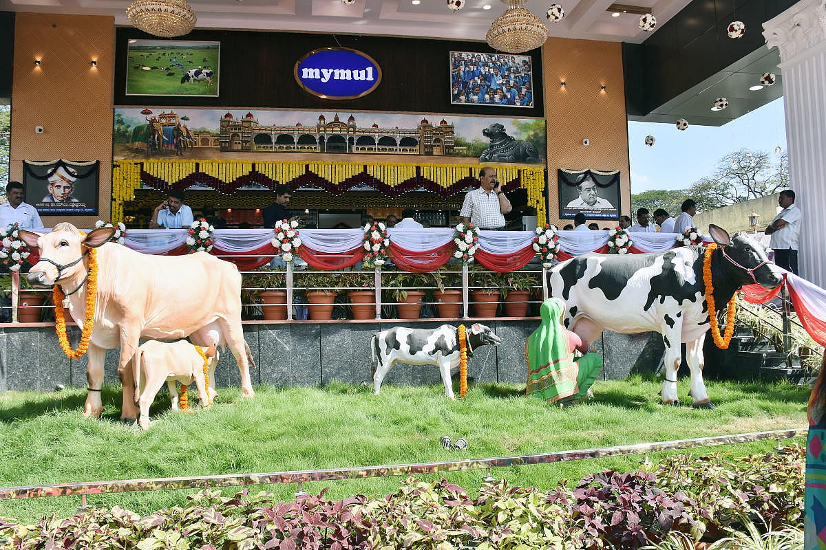 MyMUL hikes milk procurement price, benefits 1 lakh dairy farmers