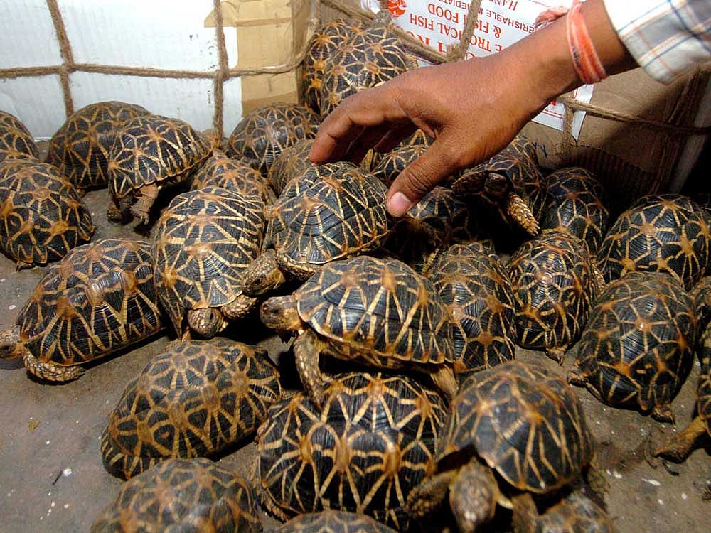 DRI busts animal smuggling racket, rescues 1,000 turtles
