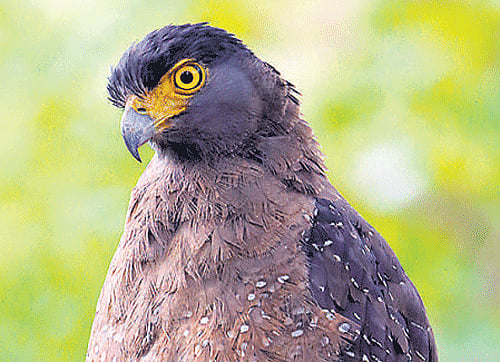'19 new bird species found in Cauvery wildlife sanctuary'