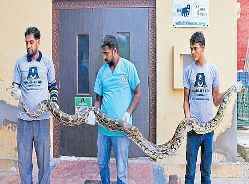 Wildlife crew rescues injured python from CNG testing station