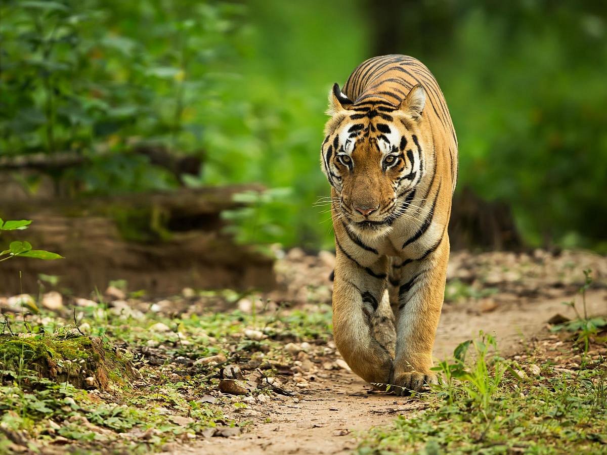 Bengal tiger called COVID gives Mexico zoo hope during pandemic
