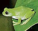 Last frog species wash up on Cauvery shores