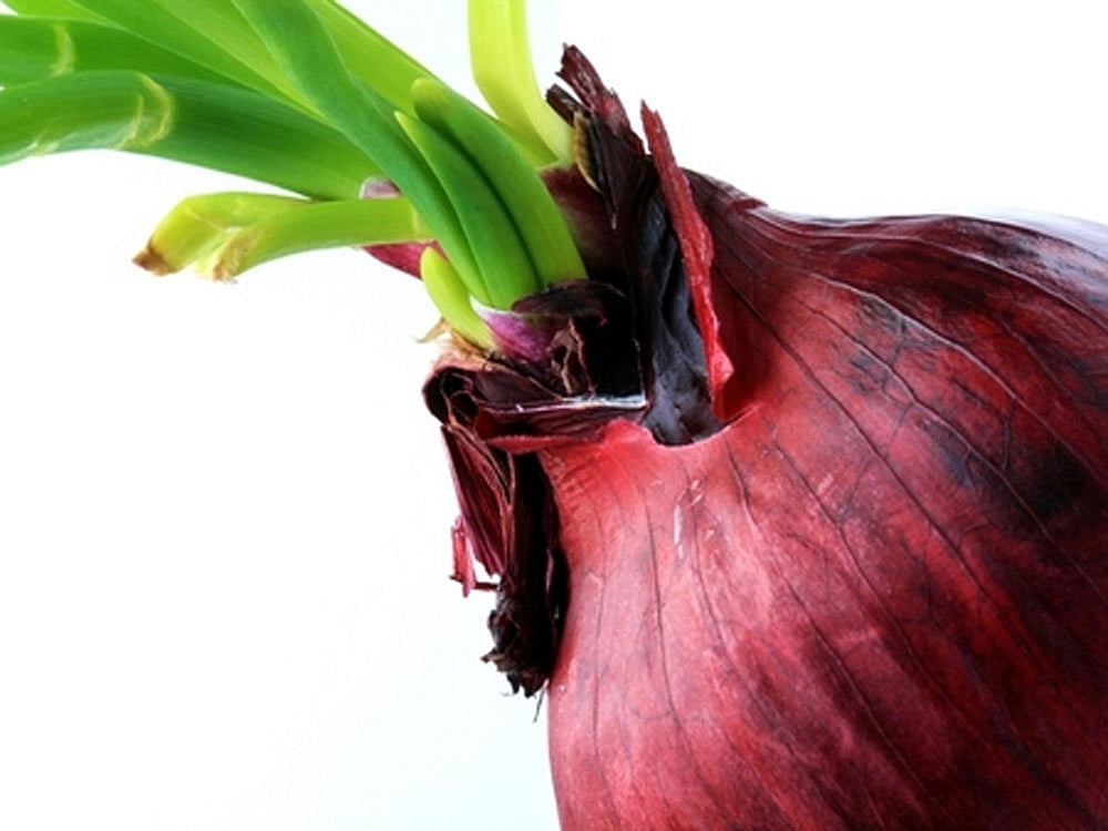Red onions may help combat cancer: study