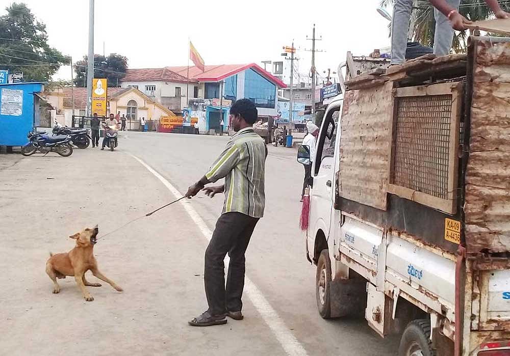 100 stray dogs caught by municipality