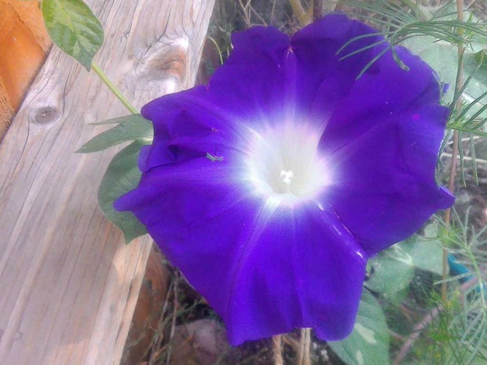 Gene-editing tool used to change flower colour