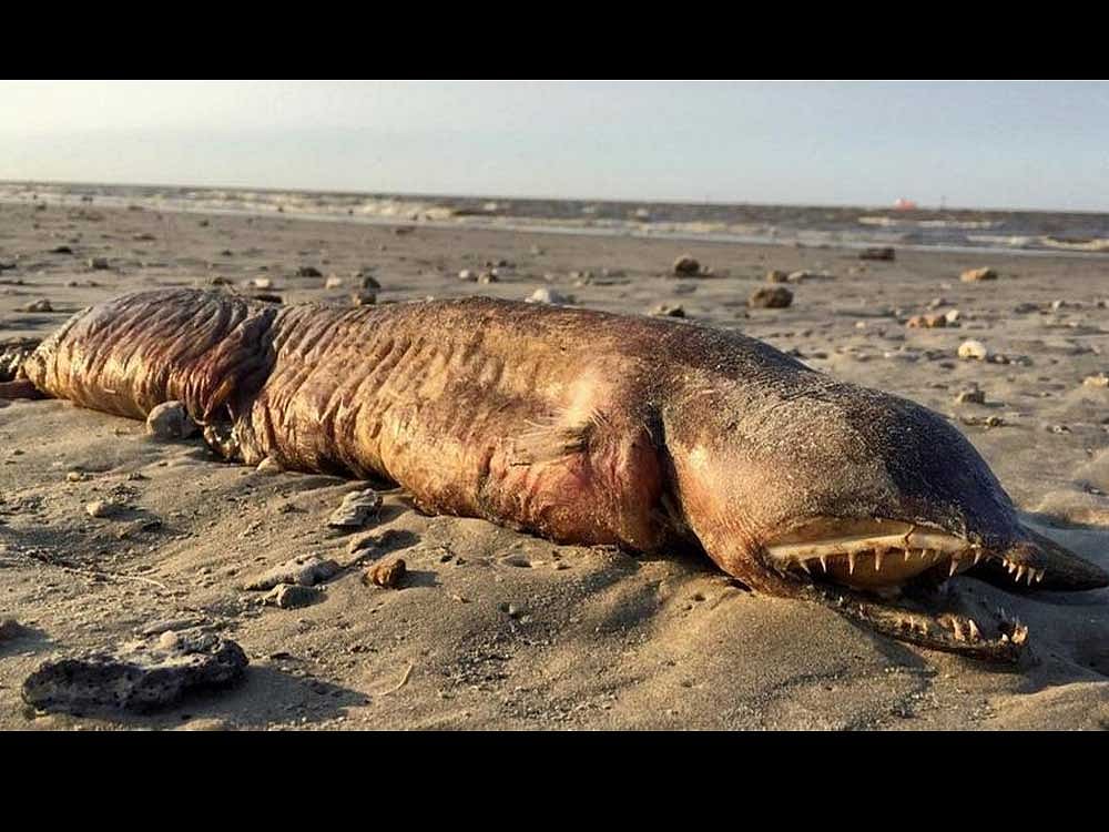 190 million-year-old 'sea monster' identified