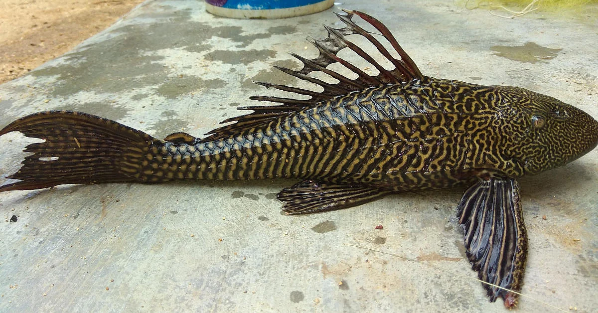Rare fish store