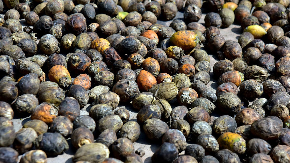 Rajasthan's pan masala ban to hit Karnataka