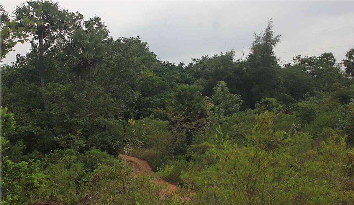 From barren land to dense forest: The story of Aranya Forest