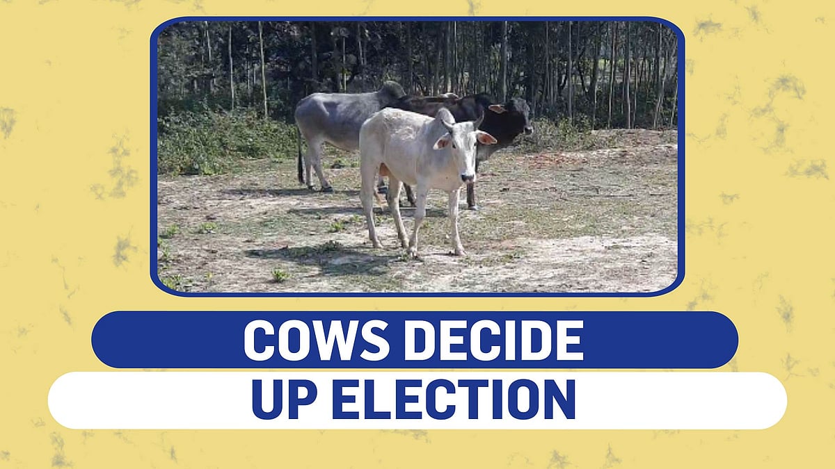 Stray cows become election issue in Uttar Pradesh