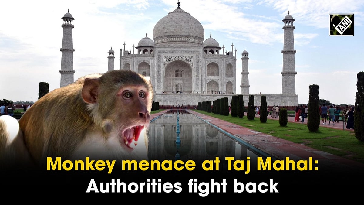 Monkey menace at Taj Mahal: Authorities fight back