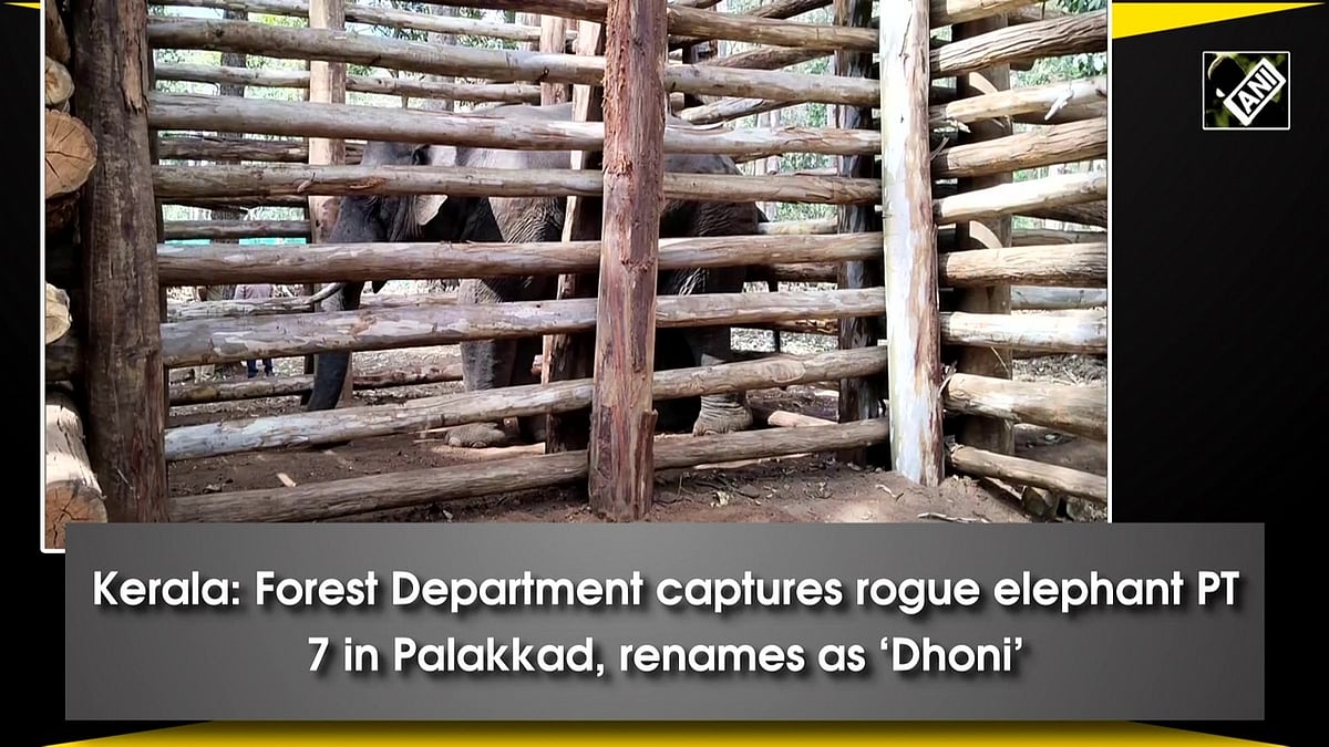 Kerala: Forest Department captures rogue elephant PT 7 in Palakkad ...