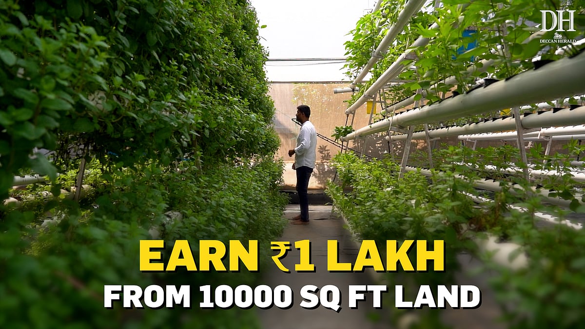 Hydroponics | How farming without soil can be a commercial success