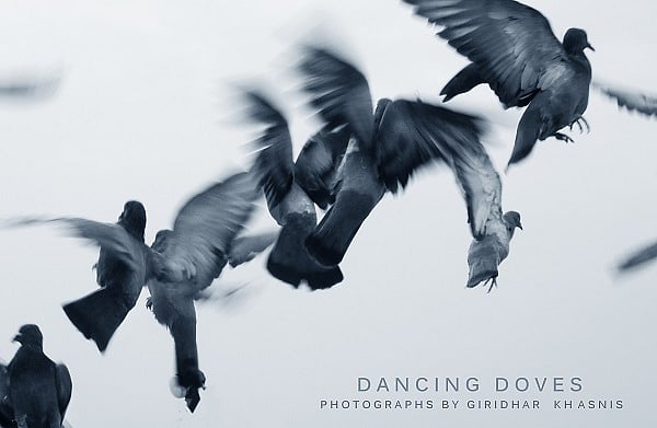 Dancing doves