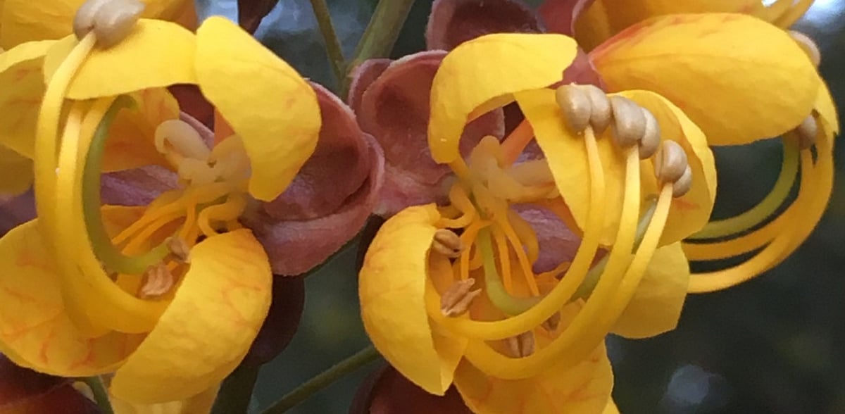 Indian Institute of Science in Bengaluru is a botanist’s delight