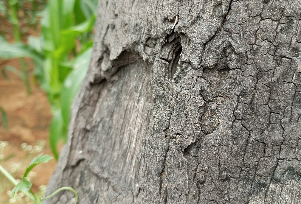 Xiaomi Redmi 12C review: Cost-effective budget phone