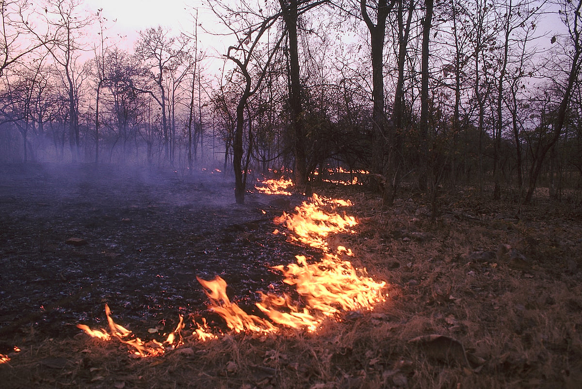 Forest fire triggers landmine blasts along LoC in J&K's Poonch