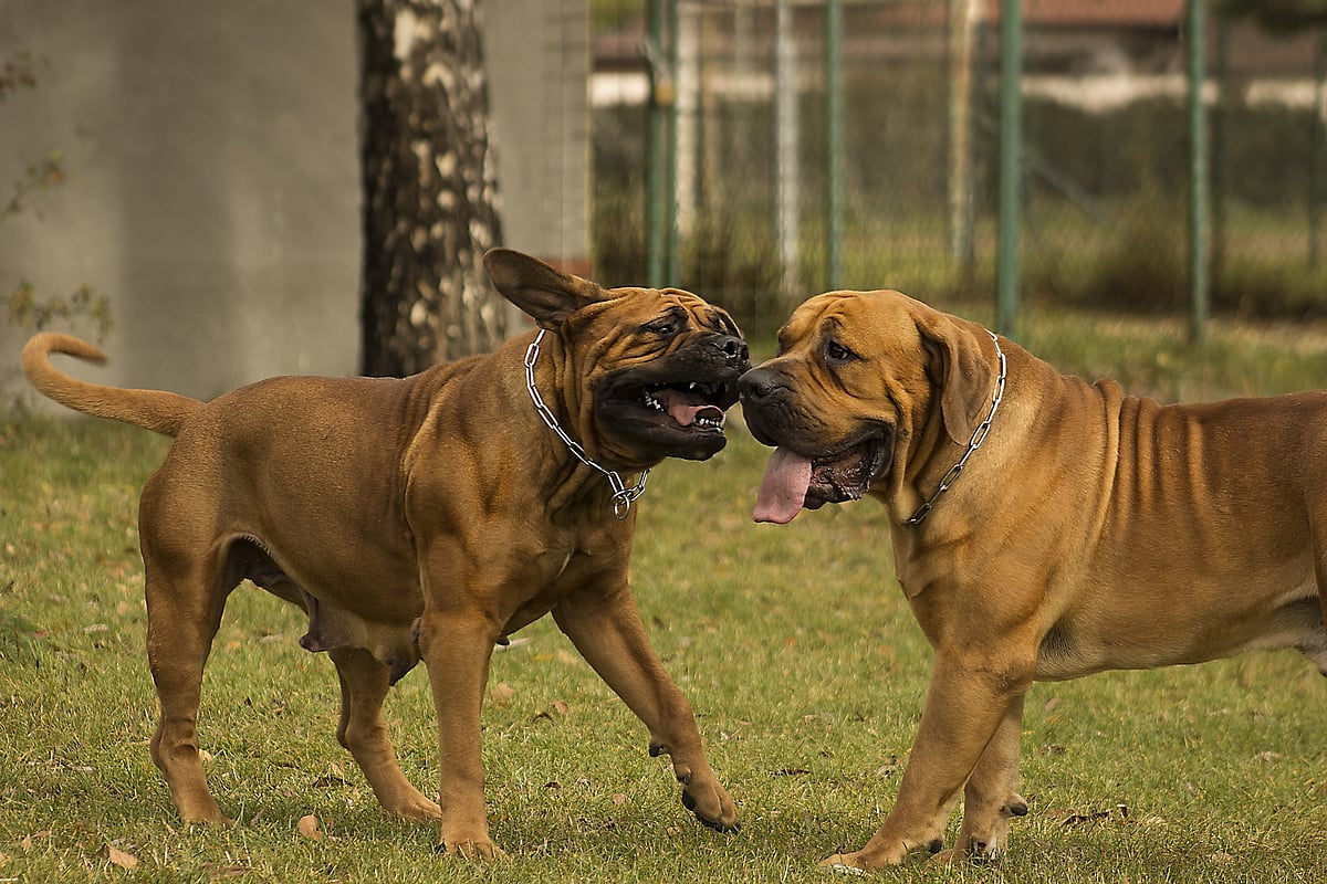 Nagaland notifies dog meat ban decision, warns action against violators