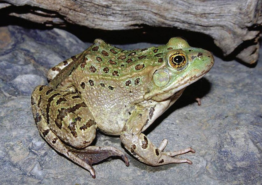 Rare leopard frog found beyond its known range in Southwest