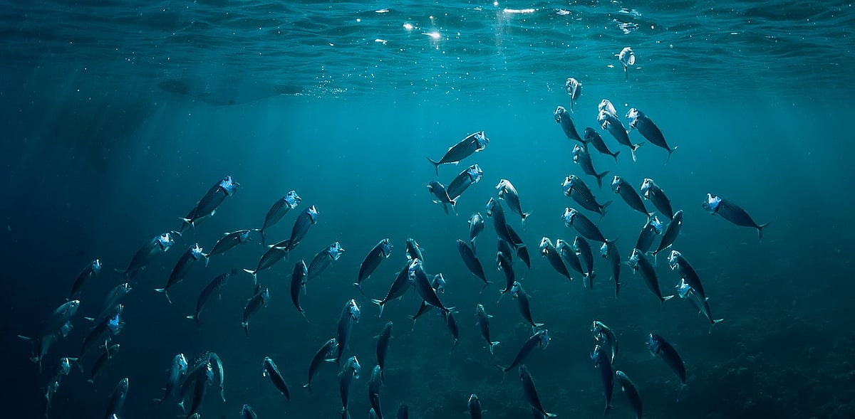 Marine biodiversity to get boost as Angria Bank to be notified as ...