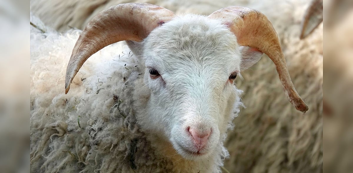 Meet Double Diamond: World's most expensive sheep sold at $490,000