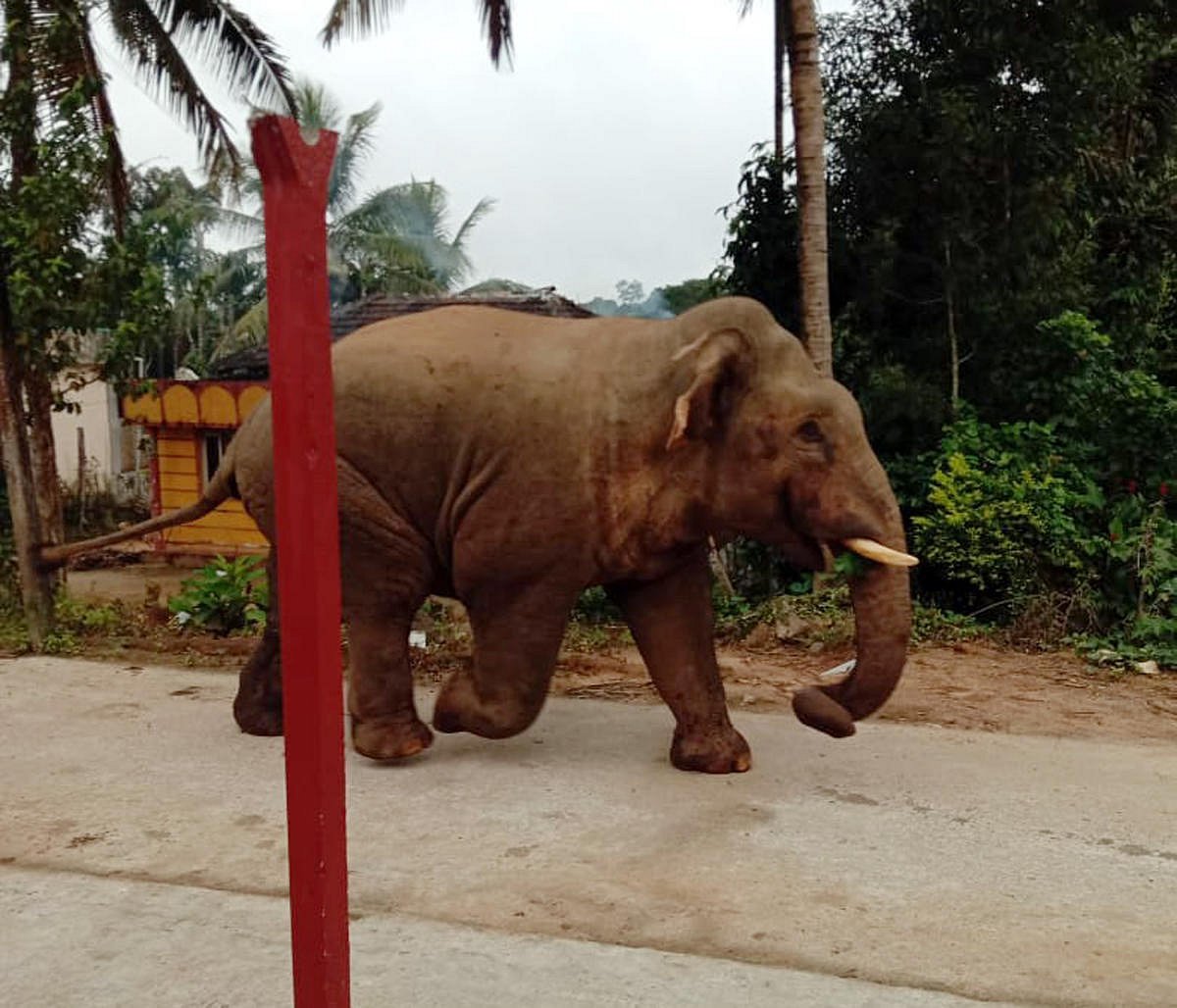 Lone tusker enters Matasagara village, creates panic