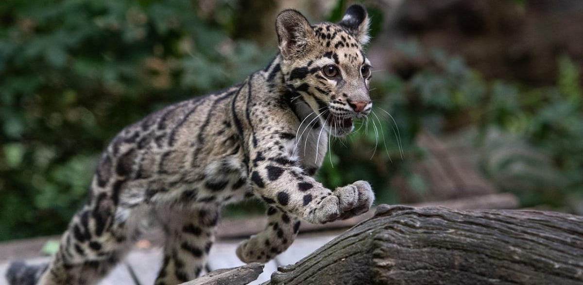 Rare leopards reappear in habitats near Beijing after over two decades