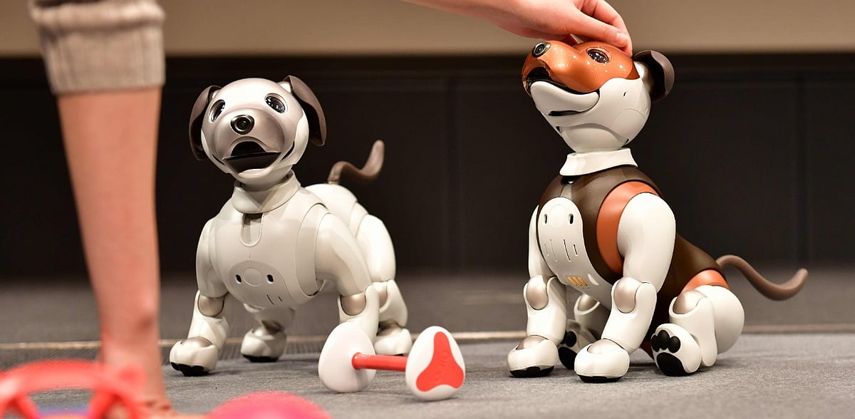 In isolating times, can Robo pets provide comfort?