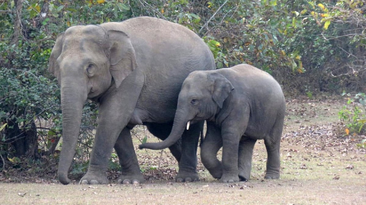 Army seeks translocation of elephants from Assam wildlife sanctuary due ...