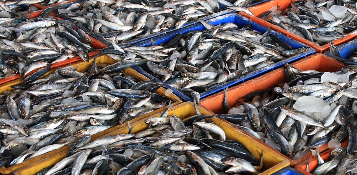 China says Covid-19 detected on more fish exports from India amid ...