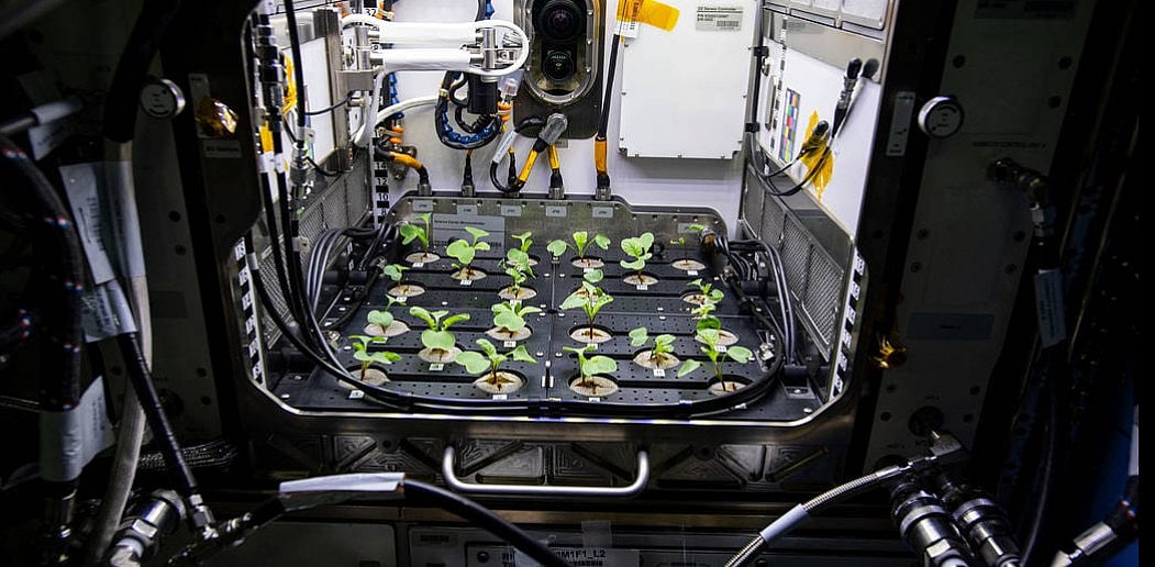 NASA's Plant Habitat grows radishes in space under microgravity