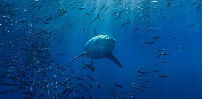 Rare shark attack in Australia's Swan River near Perth