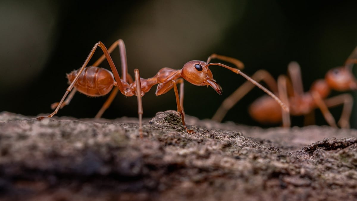 Two new species of rare ant found in Kerala, Tamil Nadu