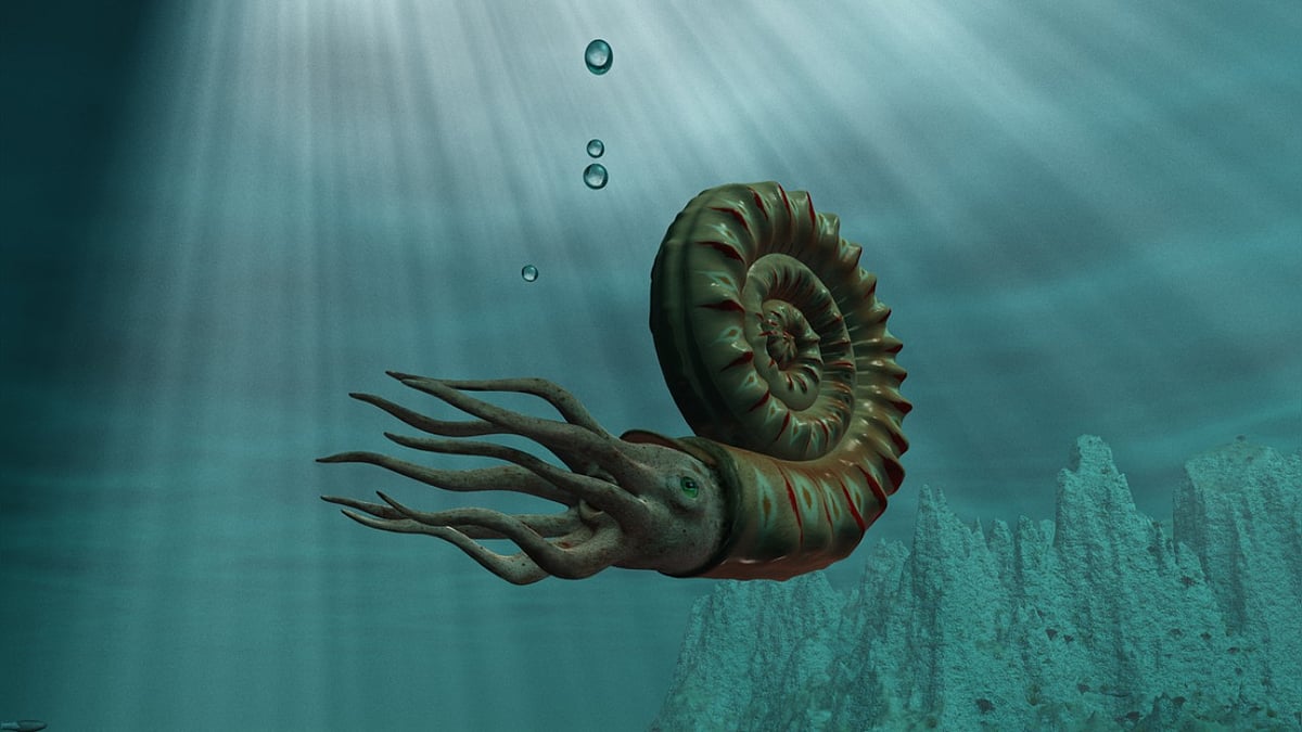 This ammonite was fossilised without its shell