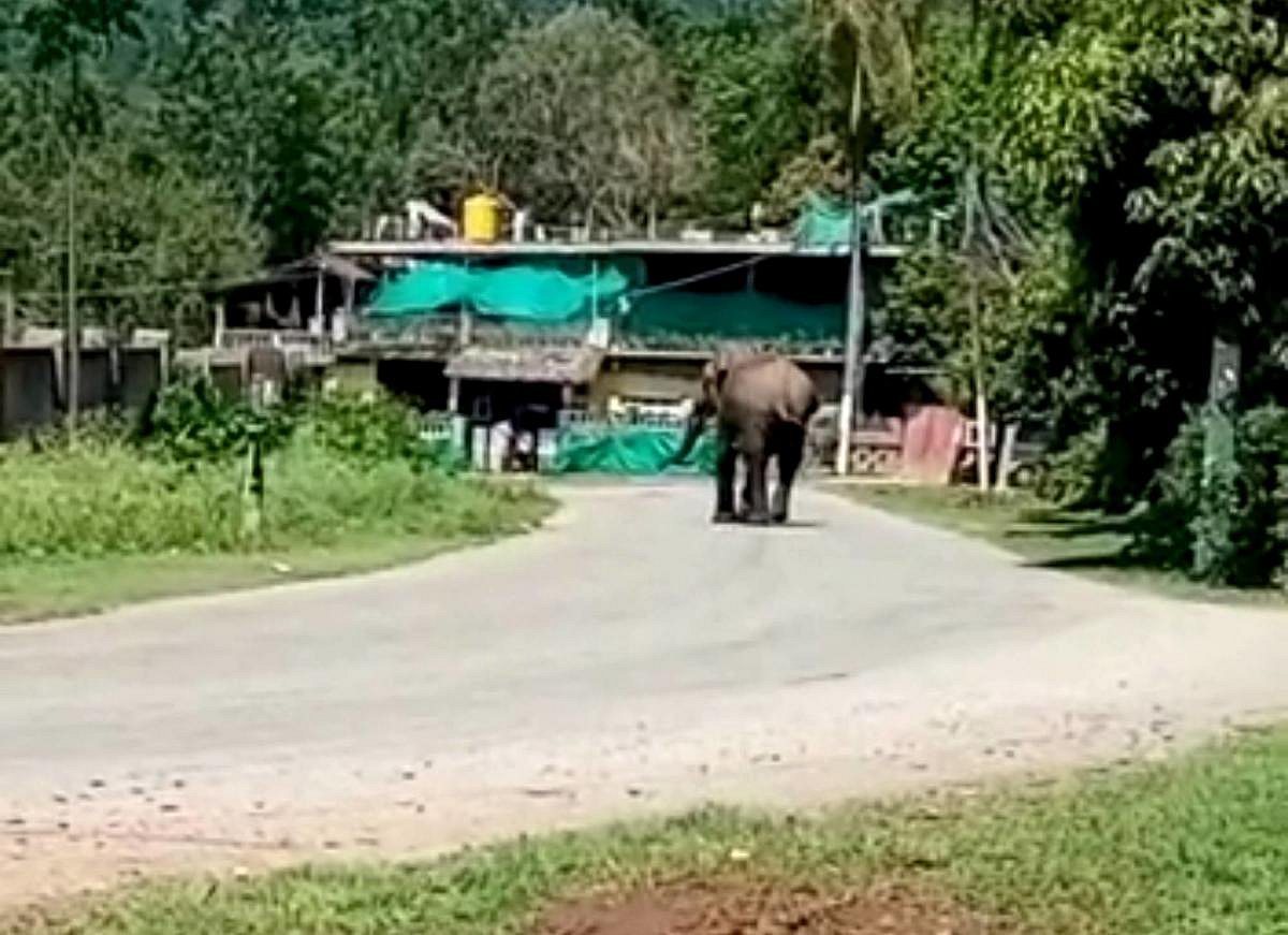 Lone tusker on road in broad daylight