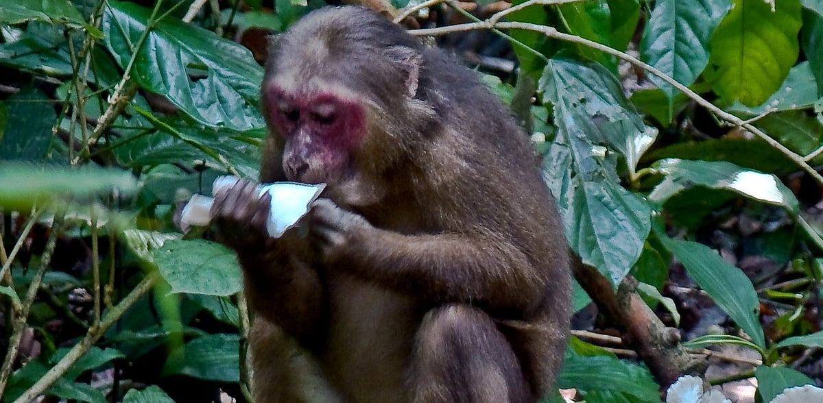 Wild delight: Largest troop of stump-tailed macaque spotted in Assam's ...